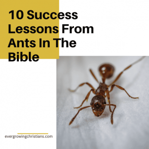 10 Success Lessons From Ants In The Bible - Ever Growing Christians